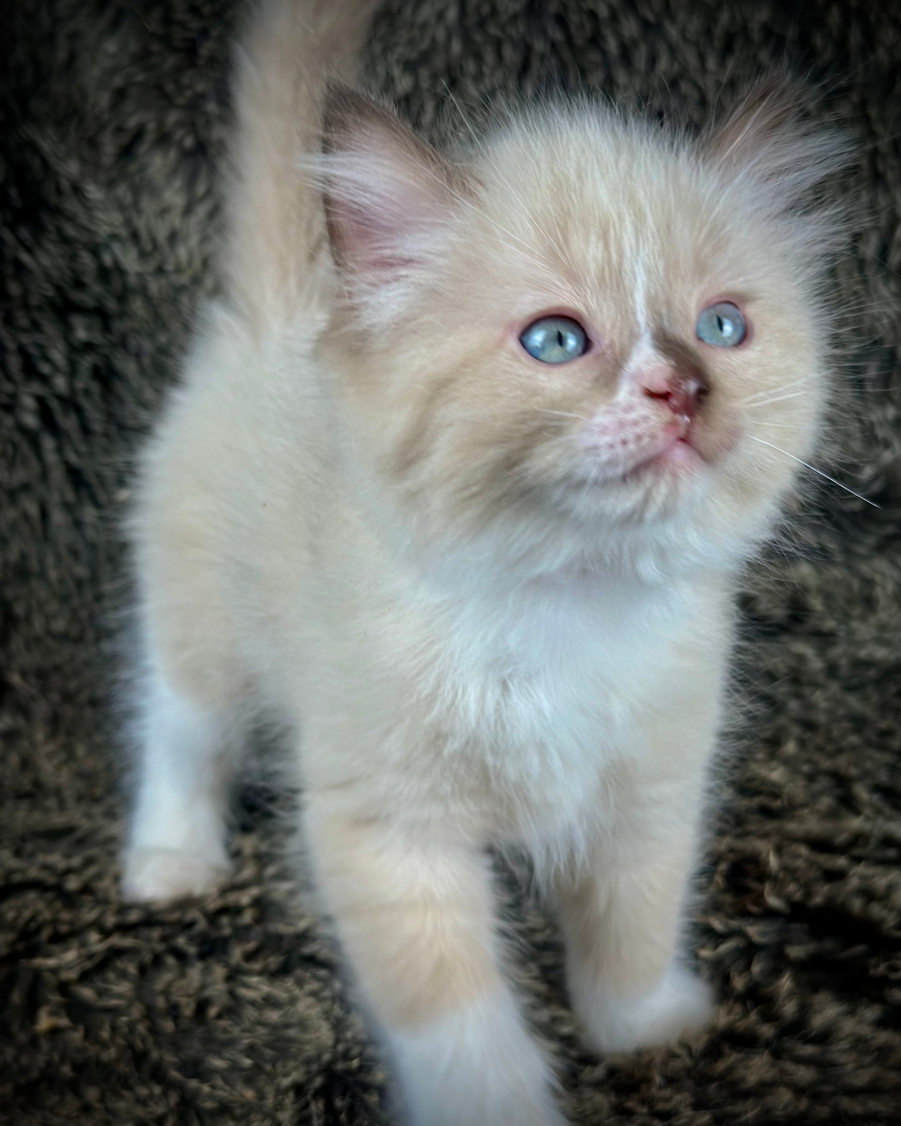 Akira chocolate Mink mitted with an offset blaze -MALE - AVAILABLE 10 ...